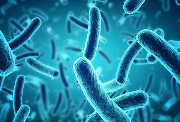 7 Benefits Of Probiotics For Your Body - Plixlife